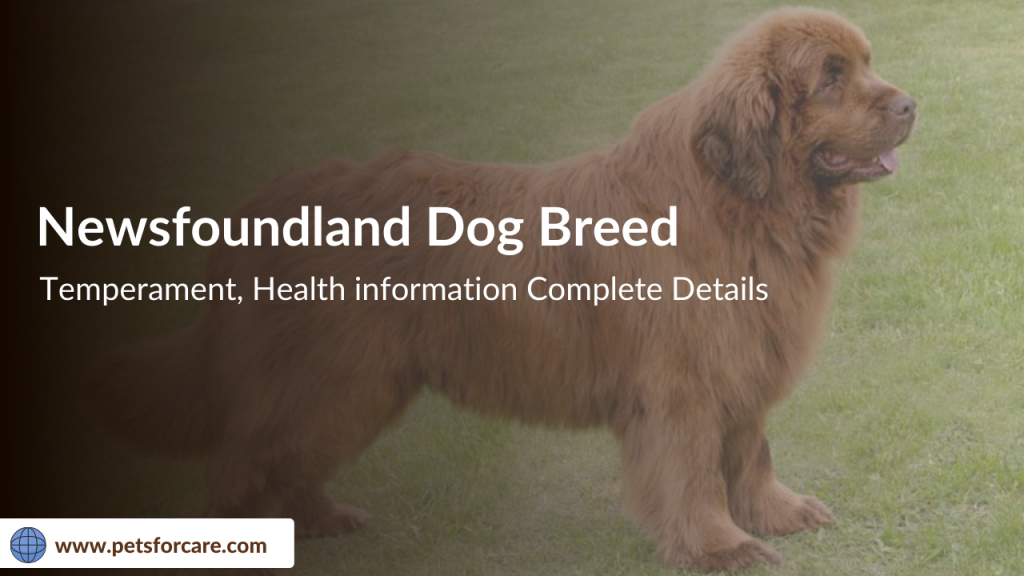 Newfoundland Dog Breed, History, Nature, Breed Information - Petsforcare
