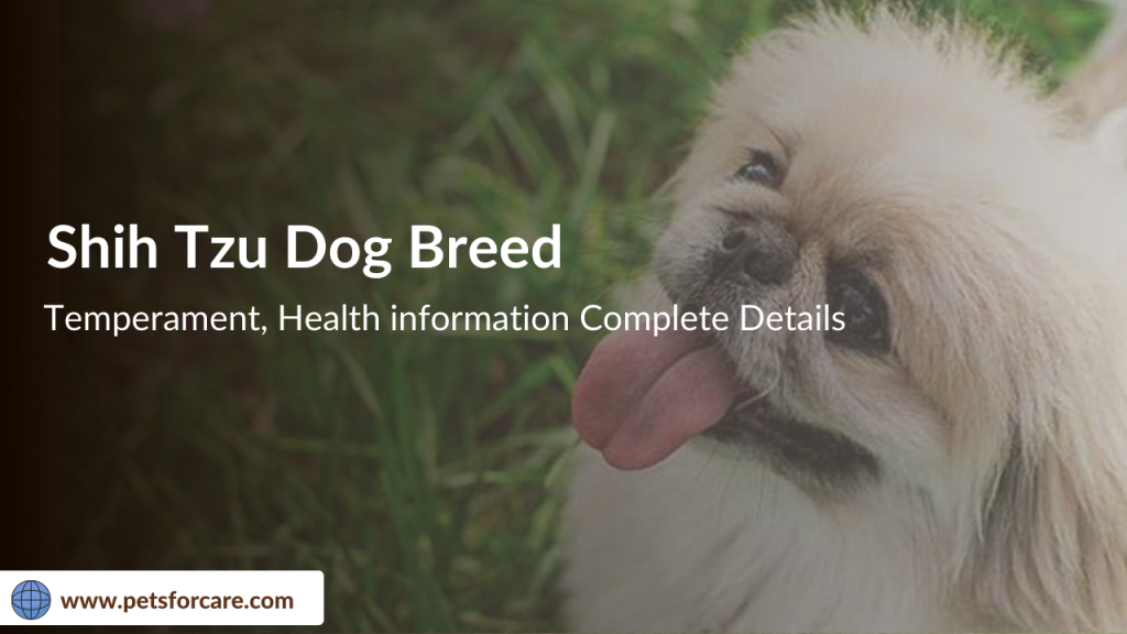 Shih Tzu Dog Breed, Temperament, Grooming, Health information - Petsforcare