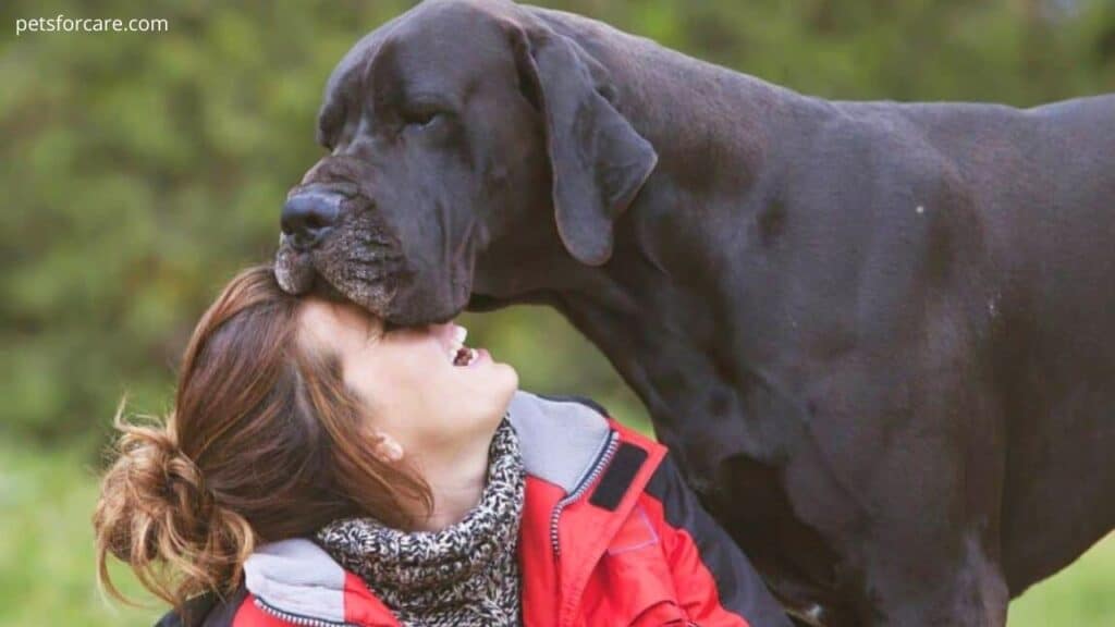 Top 14 Interesting and Fun Facts about Great Dane - Petsforcare
