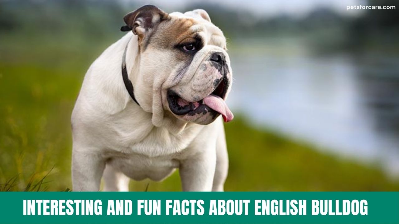 Top 10 Interesting And Fun Facts About English Bulldogs Top 10 Interesting And Fun Facts About English Bulldogs