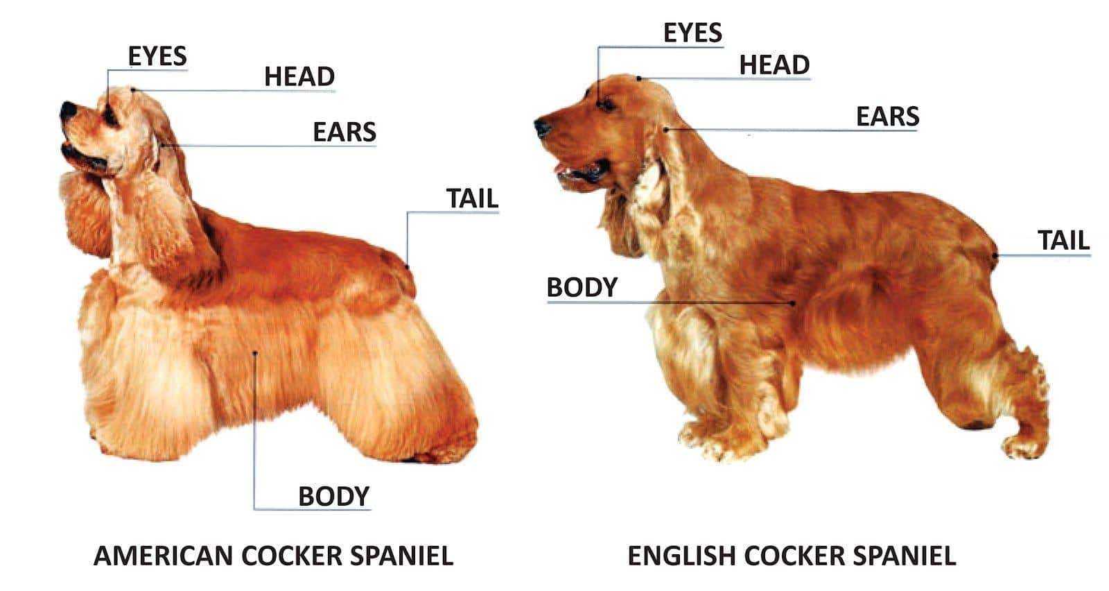 Top 12 Interesting and Fun Facts about Cocker Spaniel Dog