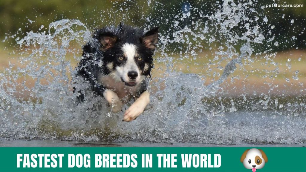 Top 14 fastest dog breeds in the world - Petsforcare