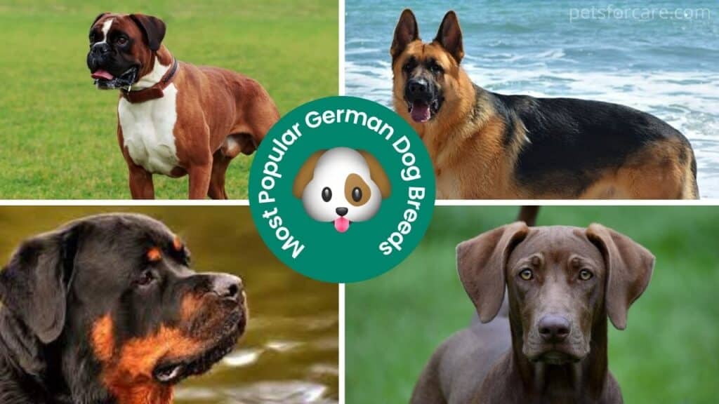 The Top 12 Most Popular German Dog Breeds - Petsforcare